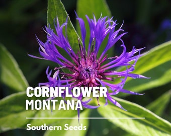 Centaurea Montana (mountain Bluet/perennial Corn Flower) 20 Flower ...