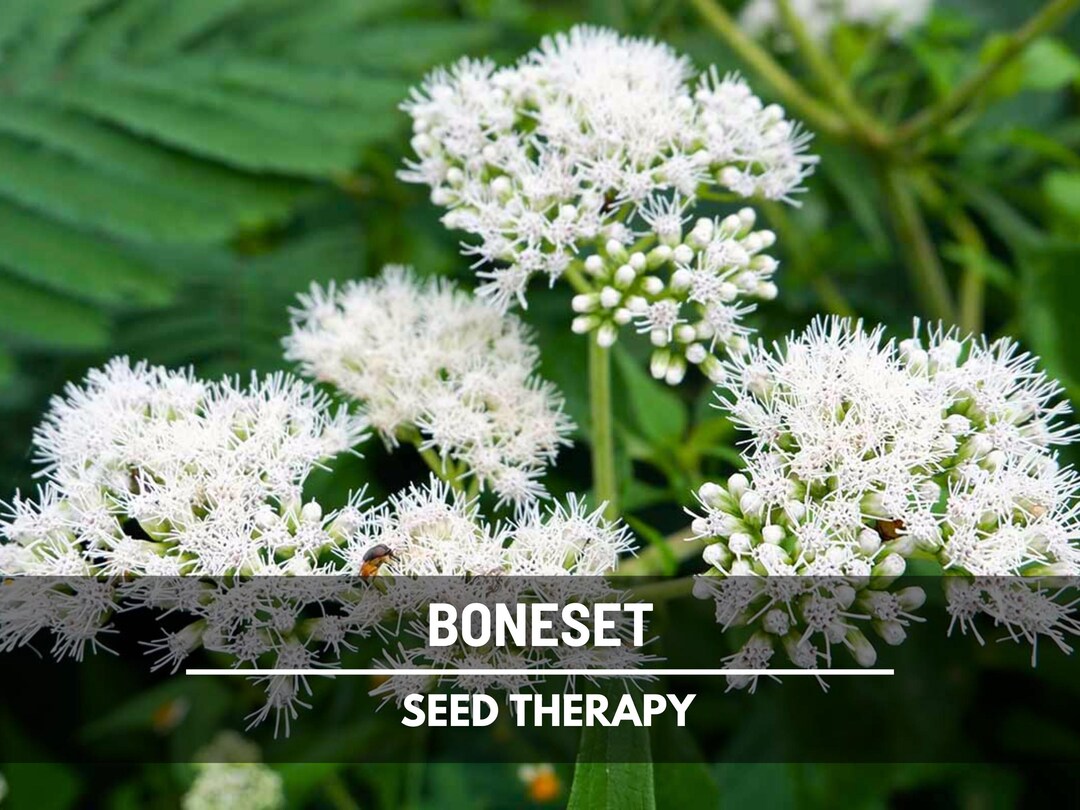 Boneset Seeds (eupatorium) – Heirloom Herb, Non-gmo, Traditional Native ...