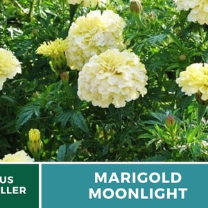 Marigold African, Moonlight - 50 Seeds - Heirloom Flower - Creamy White ...