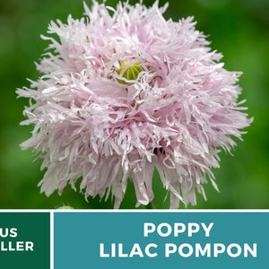 Poppy, Lilac Pompon - 100 Seeds - Heirloom Flower - Ruffled and Double ...