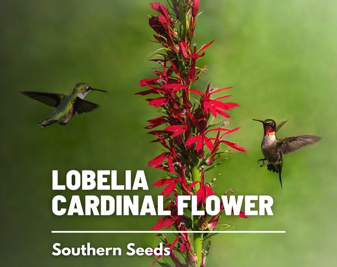 Red Cardinal Flower 5 Roots, Lobelia Cardinalis - Etsy
