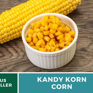 Corn, Kandy Korn - 60 Seeds - Sweet Corn - Hybrid Vegetable - Non-gmo ...