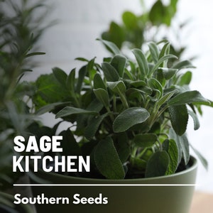Sage, Kitchen - 50 Seeds - Heirloom Herb, Medicinal & Culinary ...