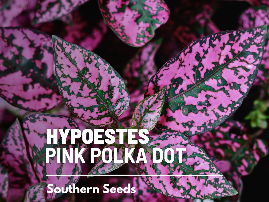 Hypoestes, Pink Polka Dot - 25 Seeds - Heirloom Flower - Playful ...