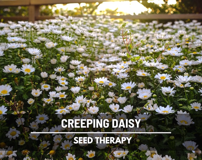 English Daisy Double Flower Mix Seeds - Bellis Perennis - B74 - Etsy