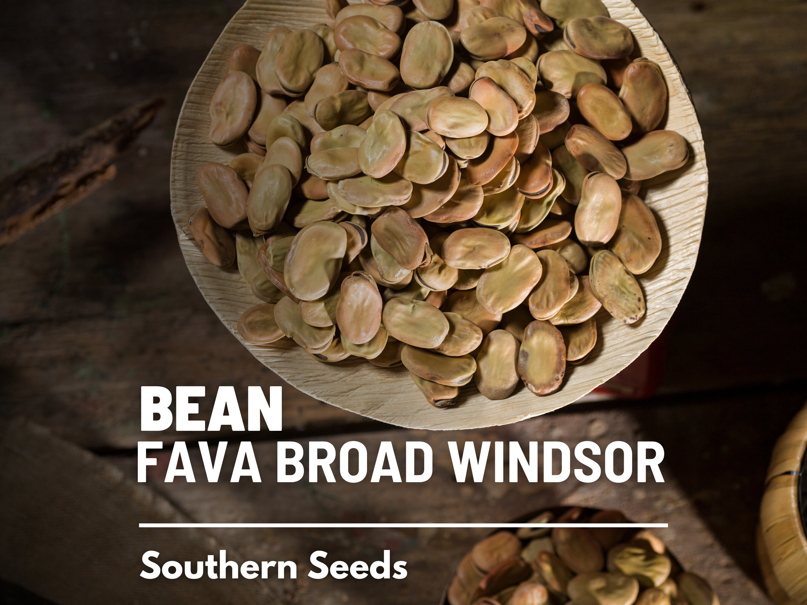 Broad Windsor Fava Bean Seeds – Heirloom, Hardy Edible Beans, Garden ...