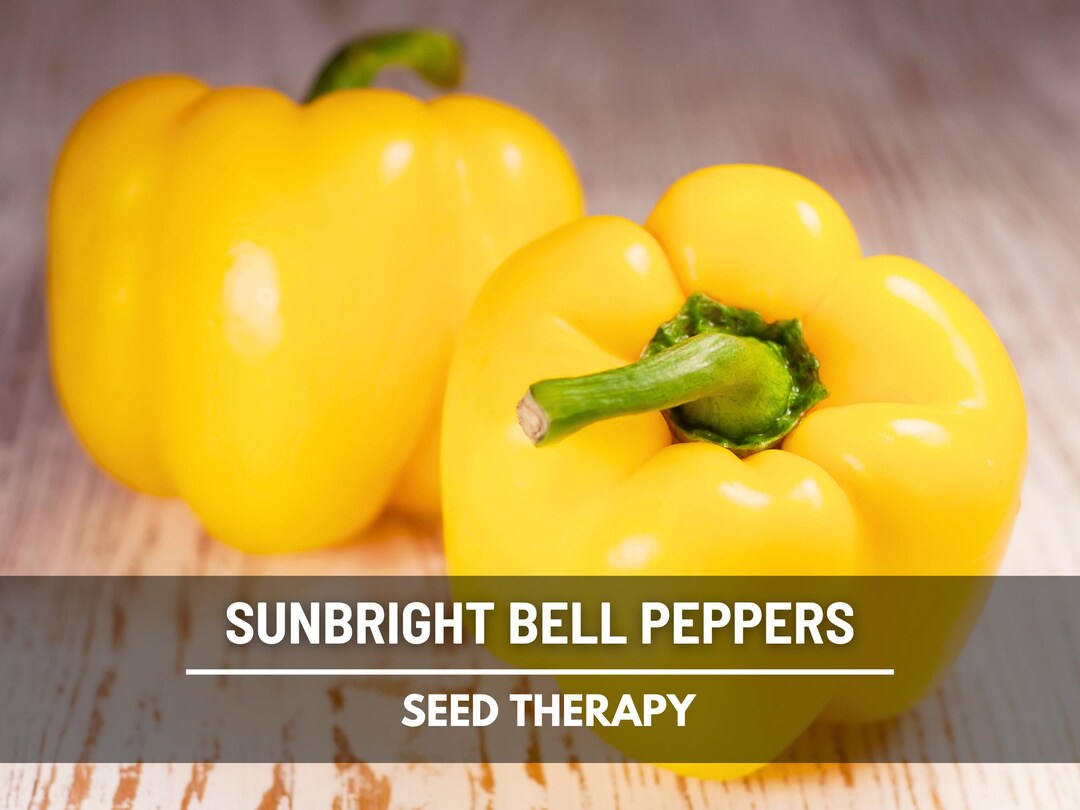 Pepper, Sunbright Bell - 30 Seeds - Heirloom Vegetable - Yellow Sweet ...