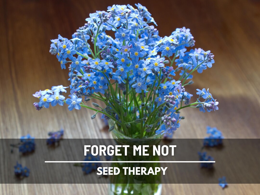 Forget Me Not Seeds – Heirloom, Symbolizes Remembrance, Easy to Grow ...