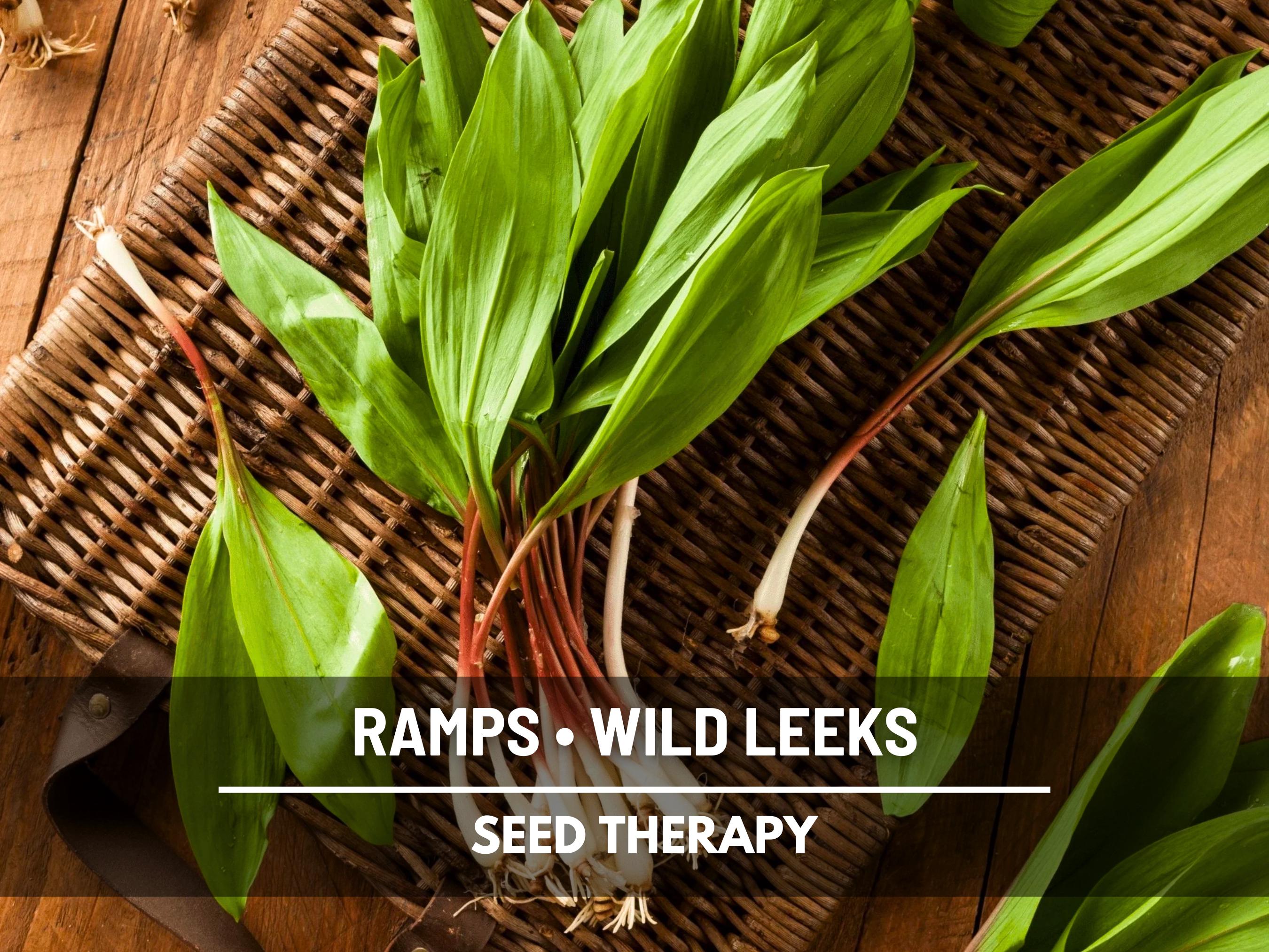 Wild Leek Seeds (ramps) – Heirloom Vegetable, Open Pollinated, Non-gmo ...