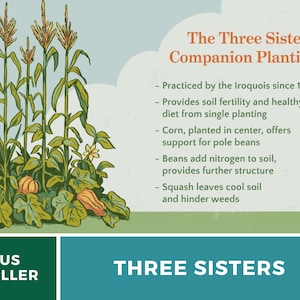 Three Sisters Seed Collection – Native American Farming Trio, Corn ...