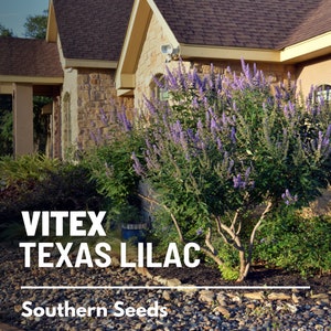 Vitex Chaste Tree Seeds (texas Lilac) – Heirloom Shrub, Stunning Blue ...