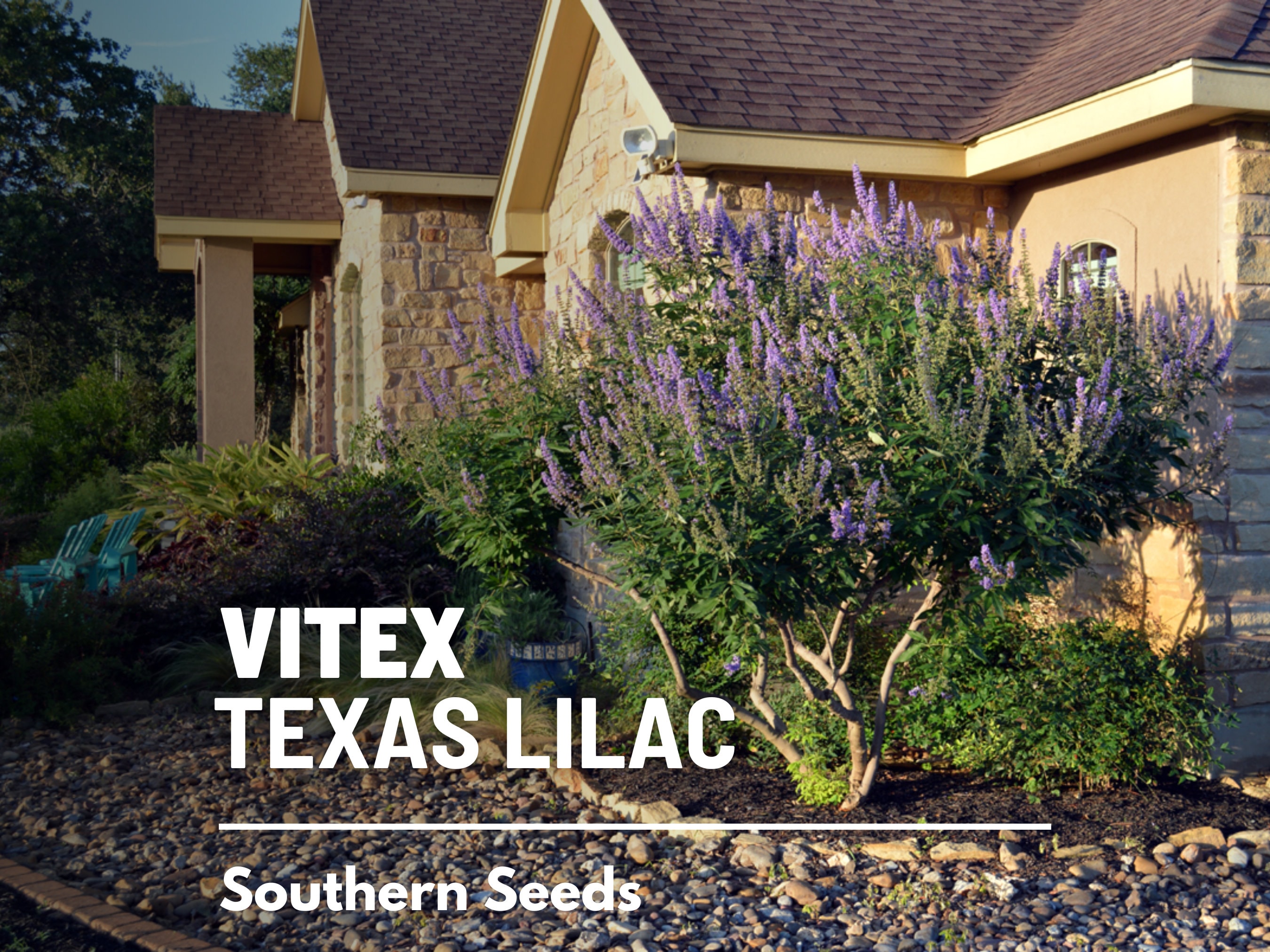 Vitex Chaste Tree Seeds (texas Lilac) – Heirloom Shrub, Stunning Blue ...