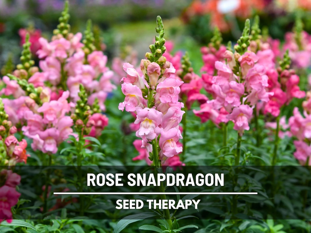 Rose Snapdragon Seeds – Heirloom Flower, Rose-colored Blooms, Cut ...