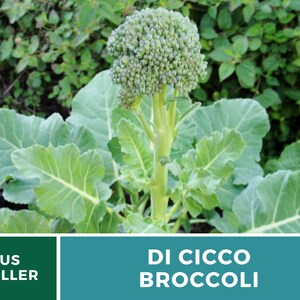 Di Cicco Broccoli Seeds – Heirloom, Non‑gmo, Open‑pollinated Vegetable ...