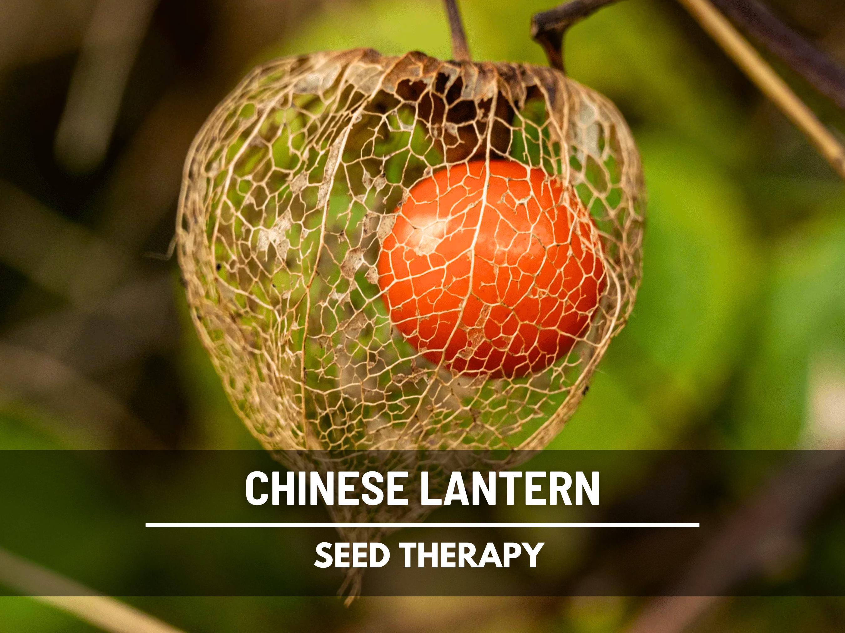 Chinese Lantern Seeds – Ornamental Heirloom Fruit, Edible Red Berries ...