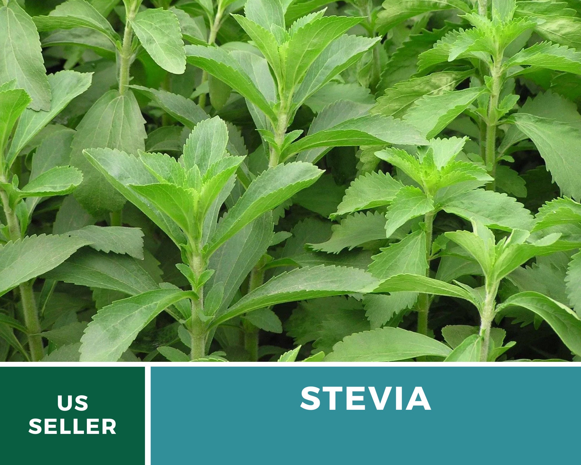 Stevia Sugar Plant