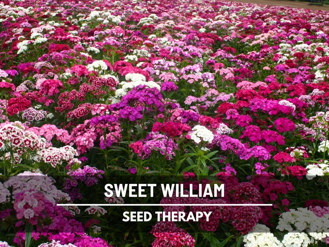 Sweet William Seeds – Heirloom, Fragrant Flowers, Vibrant Colors ...