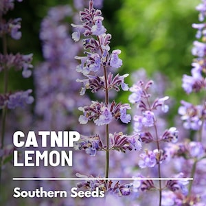 Catnip, Lemon 250 Seeds Heirloom Culinary & Medicinal Herb Lemon ...