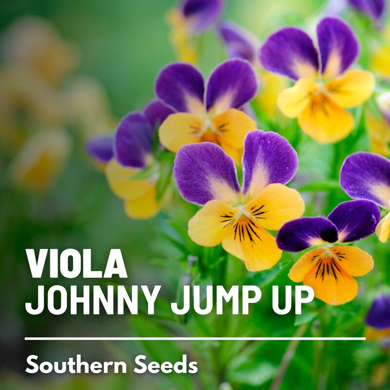 Johnny Jump Up - Etsy