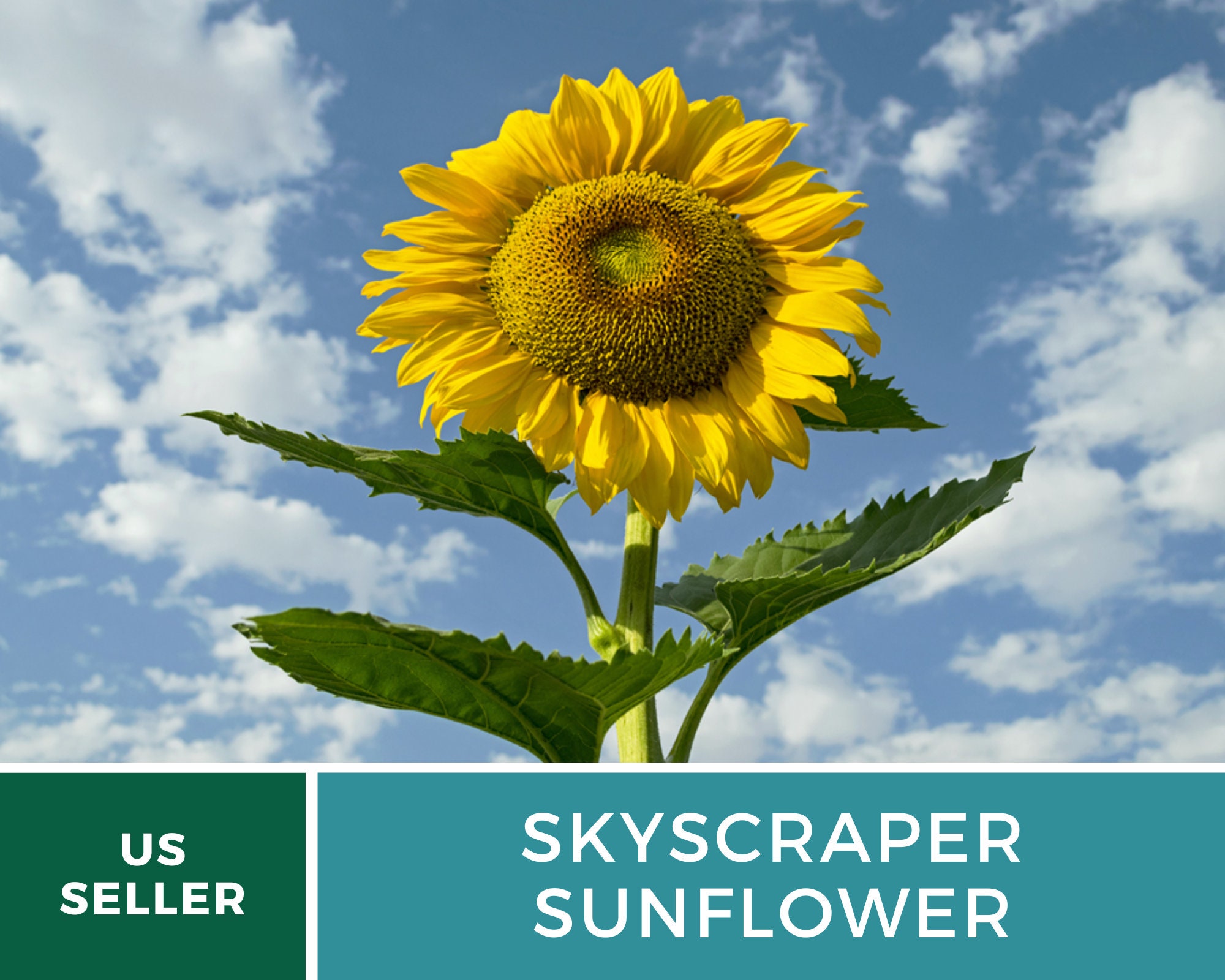 Sunflower Skyscraper Heirloom Seeds Enormous Sunflowers - Etsy
