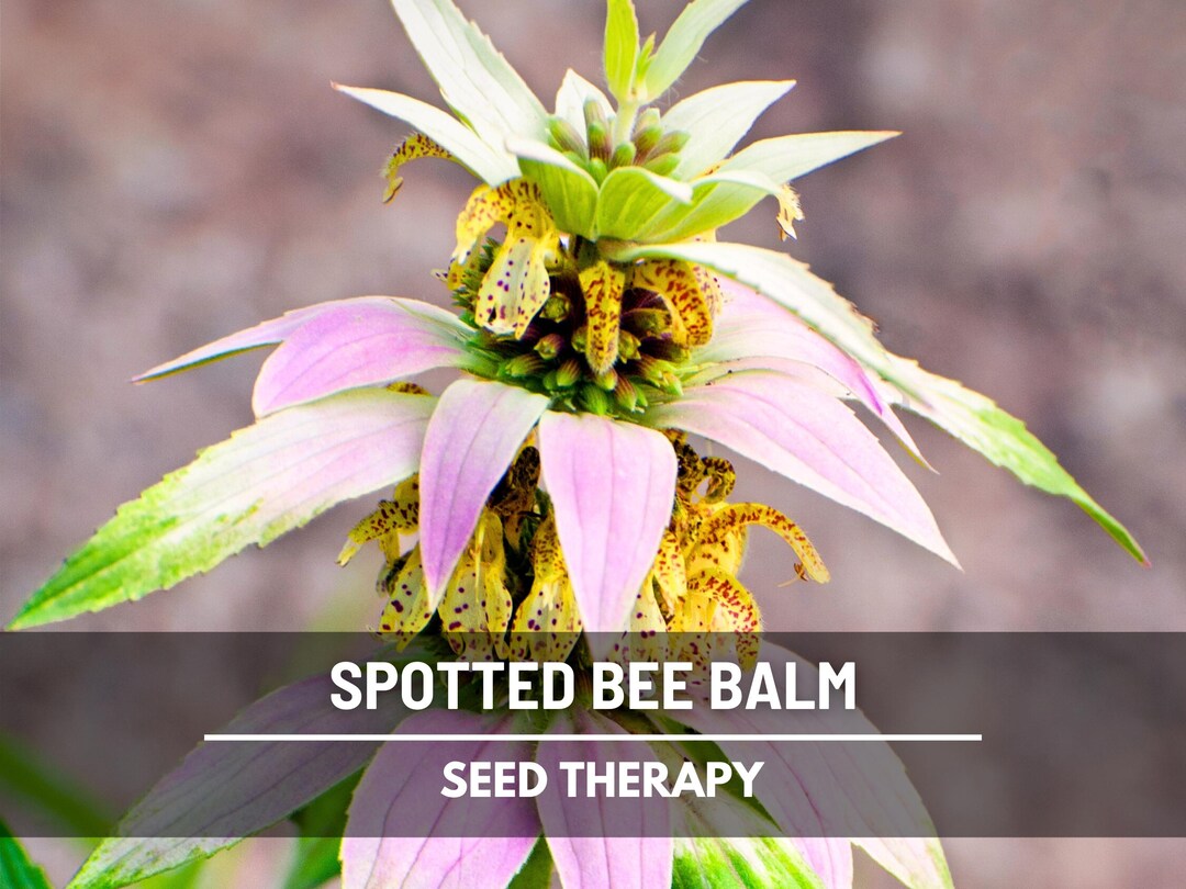 Spotted Bee Balm Seeds – Heirloom Medicinal Herb, Edible Flowers ...