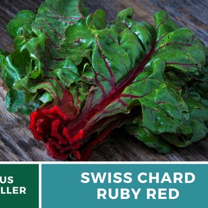 Swiss Chard, Ruby Red - 100 Seeds - Heirloom Vegetable - Open Pollinated - Non-gmo (beta ...