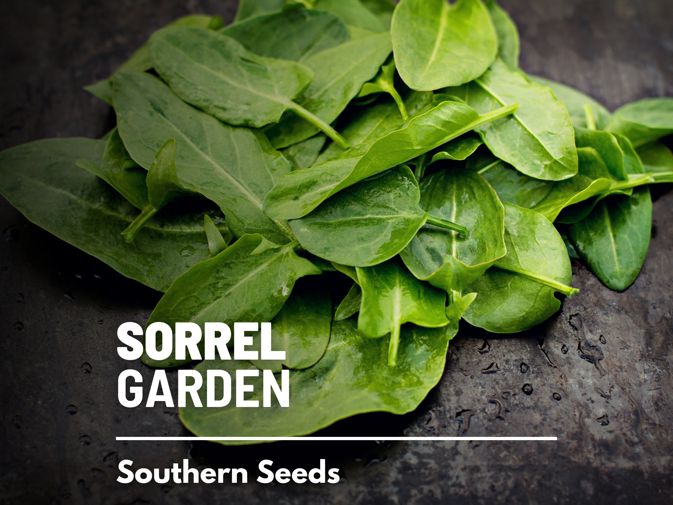 Garden Sorrel