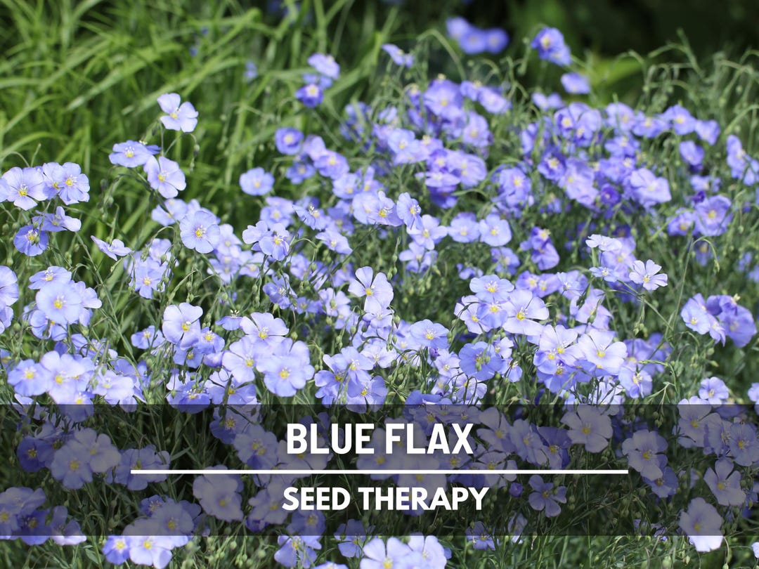 Blue Flax Seeds (prairie Flax) – Heirloom, Bright Blue Blooms, Easy to ...
