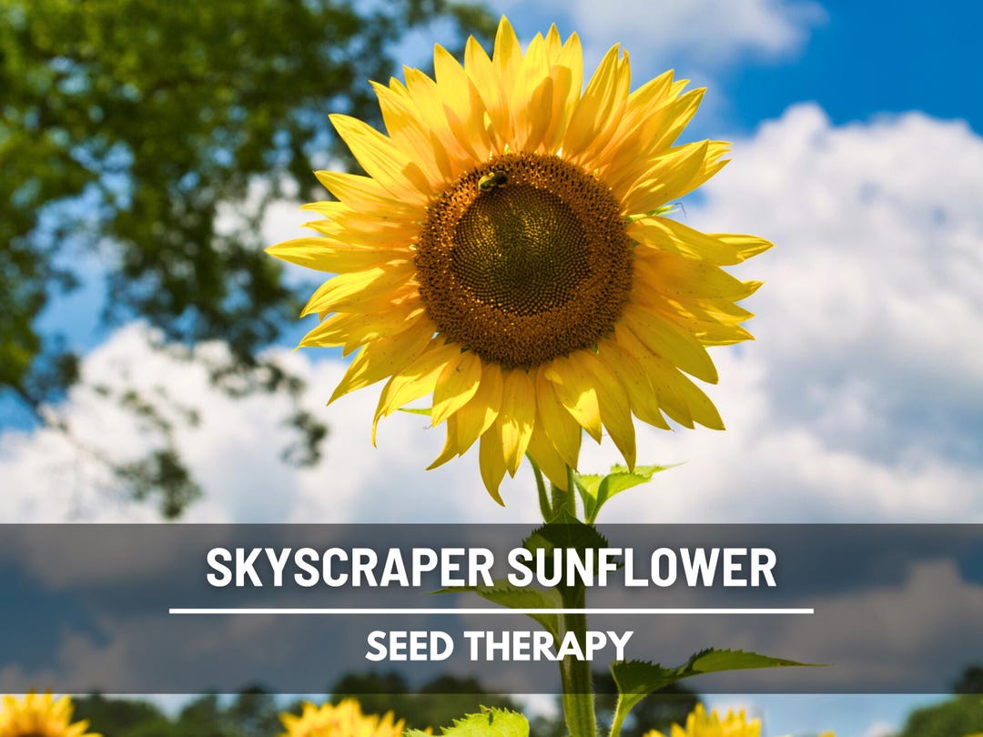 Sunflower, Skyscraper - Heirloom Seeds - Enormous Sunflowers - GMO Free ...