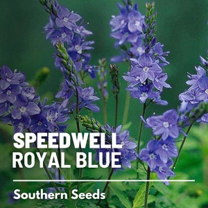Veronica (speedwell) Royal Blue Seeds – Heirloom Flower, Attracts ...