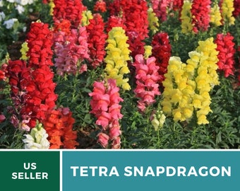 Asarina Red Climber Climbing Snapdragon Creeping Snapdragon - Etsy
