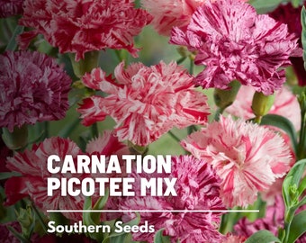 Carnation Kit - Etsy