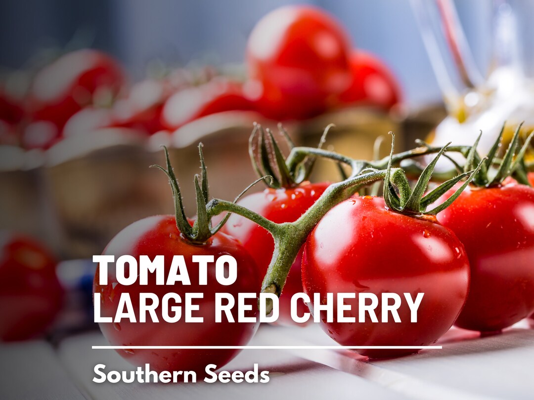 Tomato, Large Red Cherry 50 Seeds Heirloom Vegetable, Indeterminate ...