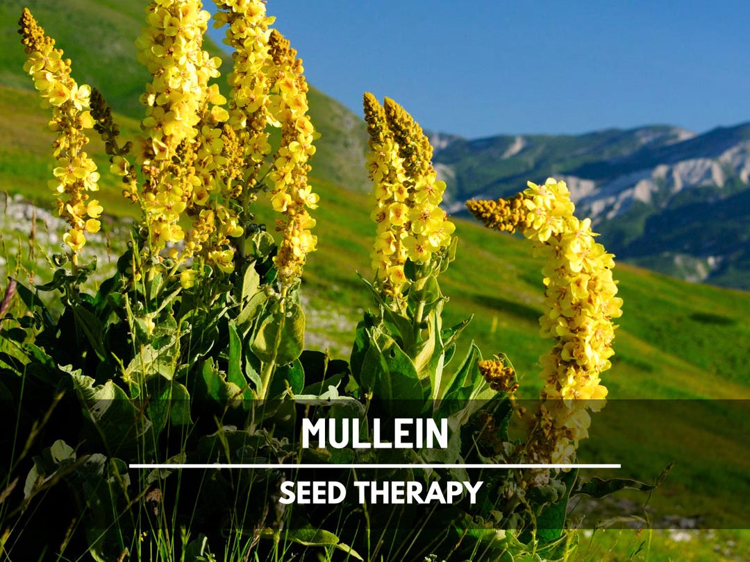 Mullein Seeds – Heirloom Herb, Verbascum Thapsus, Apothecary Garden ...