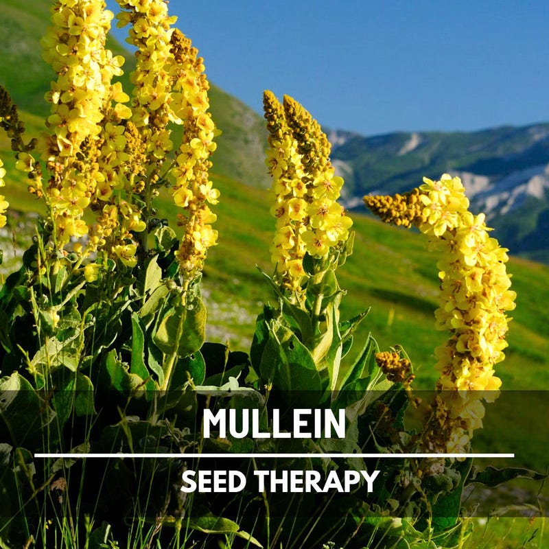 Mullein Plant - Etsy