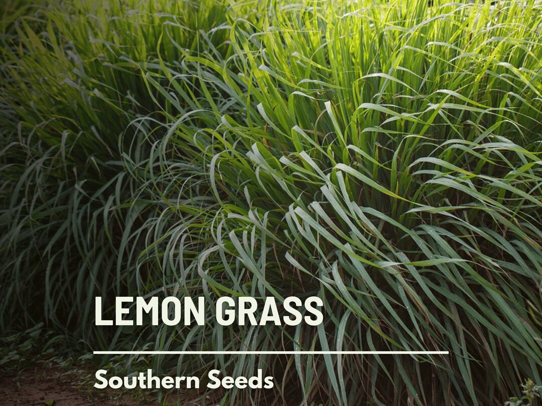 Lemon Grass 100 Seeds Heirloom Ornamental Grass Culinary - Etsy Italia