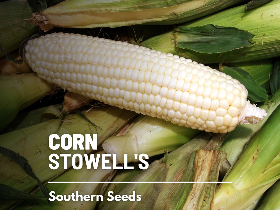 Corn, Stowells Evergreen - 30 Seeds - Heirloom Vegetable - Sweet Corn ...