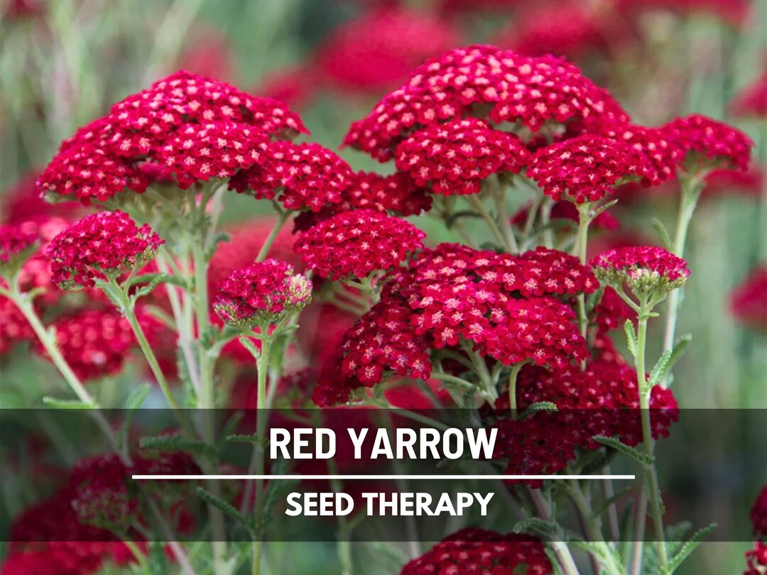 Red Yarrow Seeds – Heirloom Medicinal Herb, Rich Red Flowers, Attracts ...