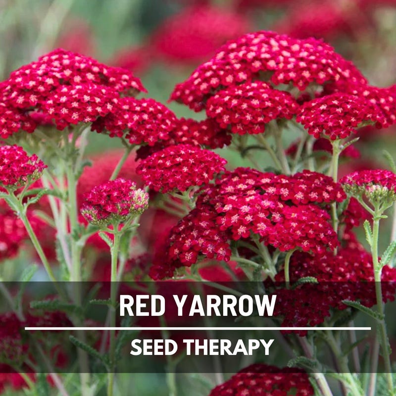 Yarrow Gifts - 60+ Gift Ideas for 2025