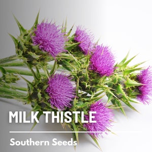 Milk Thistle Seeds (blessed Thistle) – Heirloom Medicinal & Culinary ...