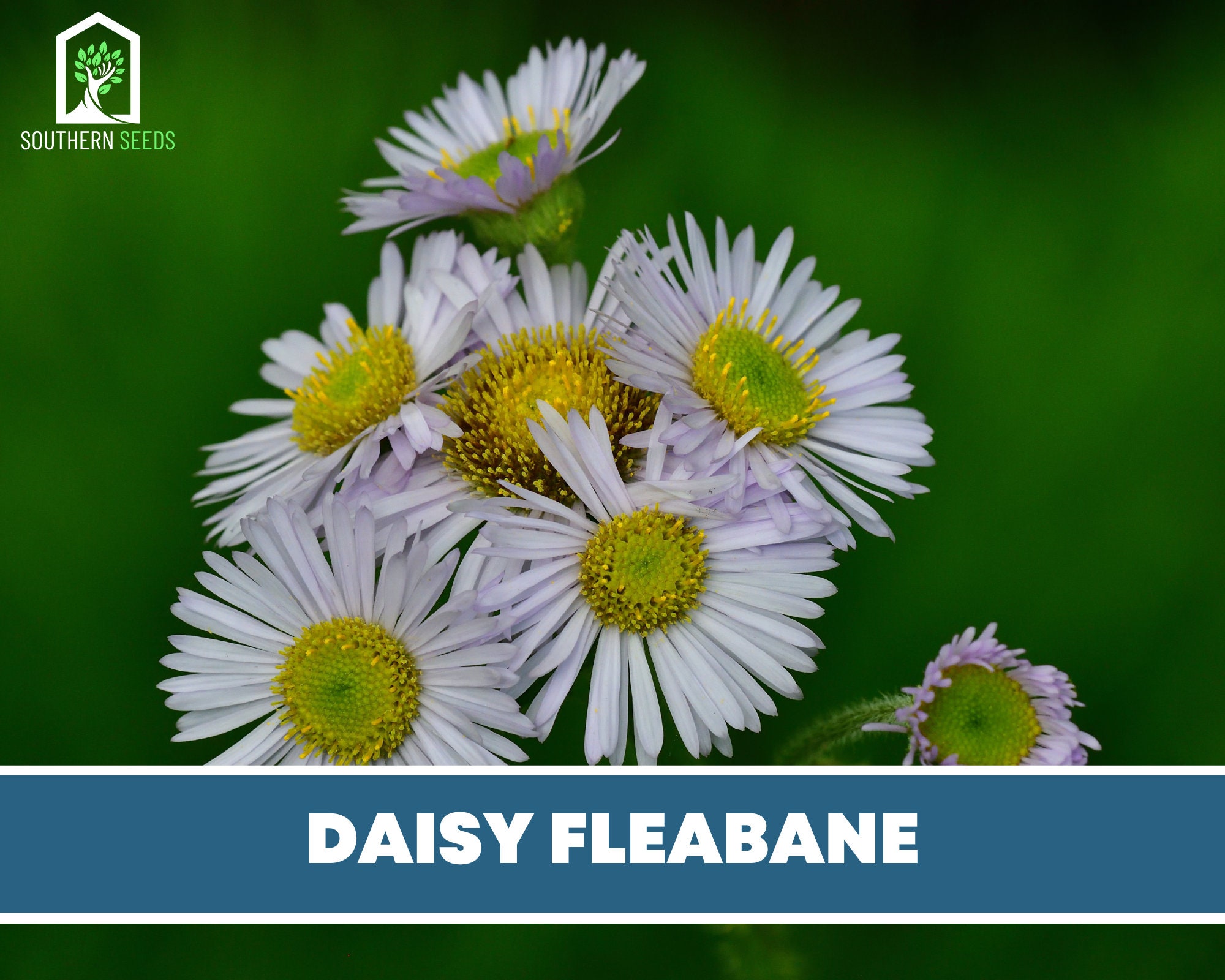 Daisy Fleabane Uses