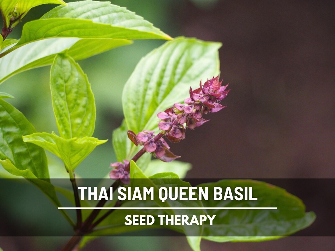 Siam Queen Thai Basil Seeds – Heirloom Herb, Aromatic & Ornamental ...