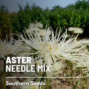 Aster, Needle Mix - 50 Seeds - Heirloom Flower - Easy to Grow ...
