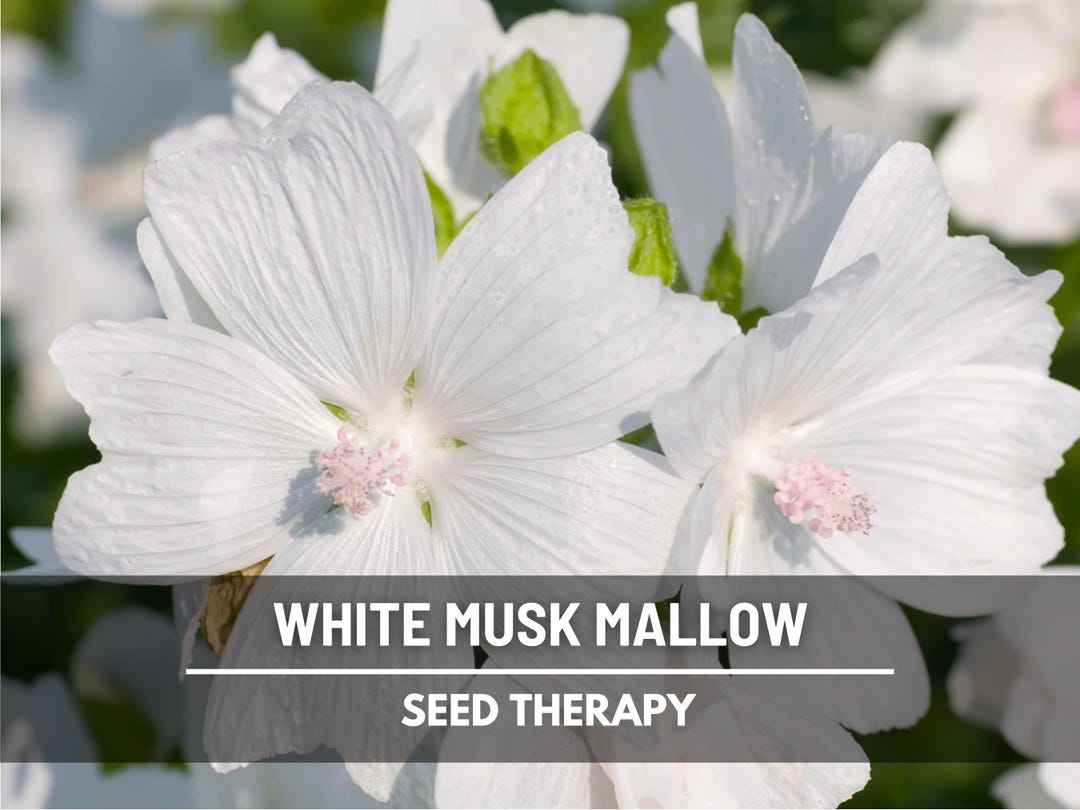 Hollyhock, White (musk Mallow) - 25 Seeds - Heirloom Flower - Medicinal ...