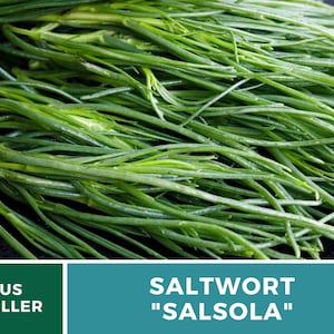 Saltwort Seeds – Heirloom Edible Green, Asian Culinary Herb, Medicinal ...