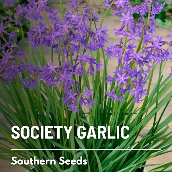 Society Garlic - Etsy