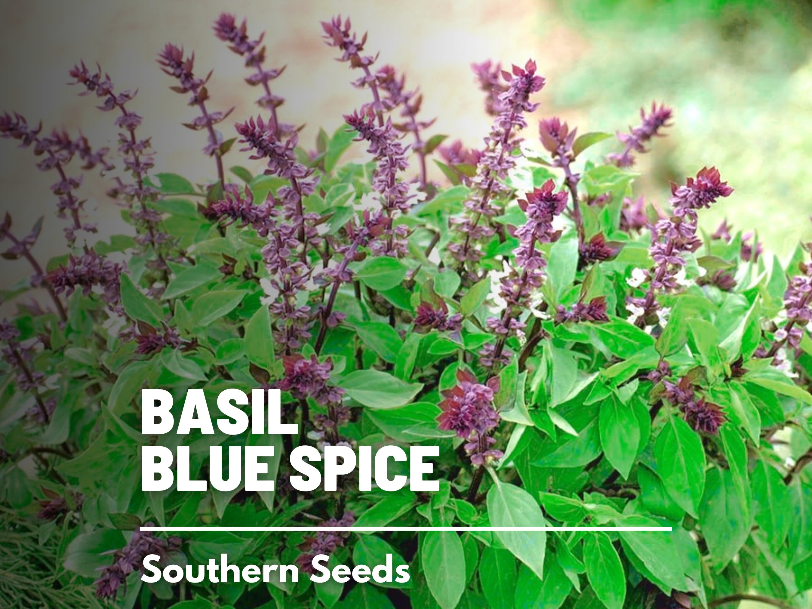 Spice Basil Plant