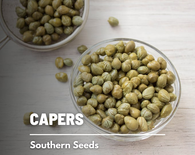 Capparis Spinosa Var. Inermis SPINELESS CAPER BUSH Plant - Etsy