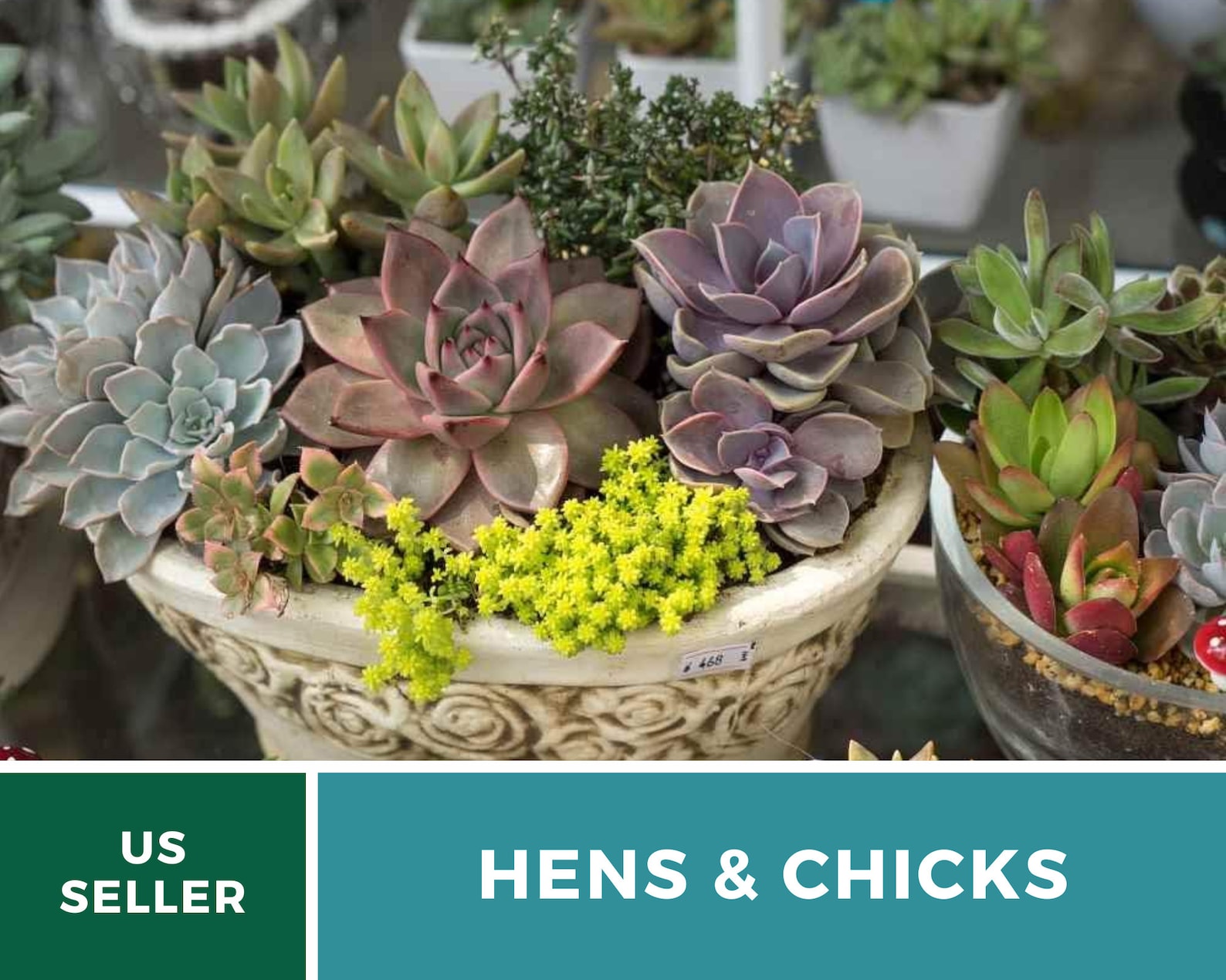 Hens & Chicks, Cactus Mix - 30 Seeds - Heirloom Succulent - Drought ...