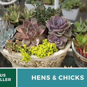 Hens & Chicks, Cactus Mix - 30 Seeds - Heirloom Succulent - Drought ...